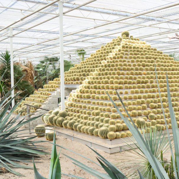 Une oasis de Cactus! - DESIGN MAROC